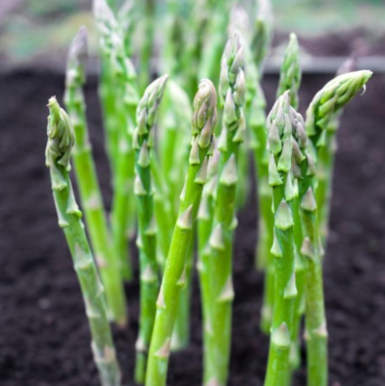 Mary Washington Asparagus Seeds - Vegetable Seeds Canada