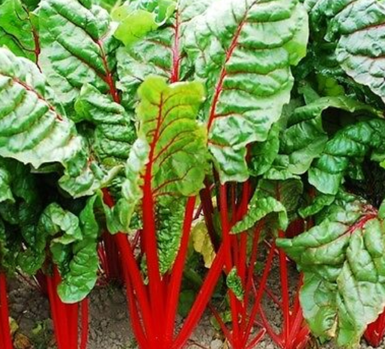 Rhubarb Red Swiss Chard Seeds - Vegetable Seeds Canada