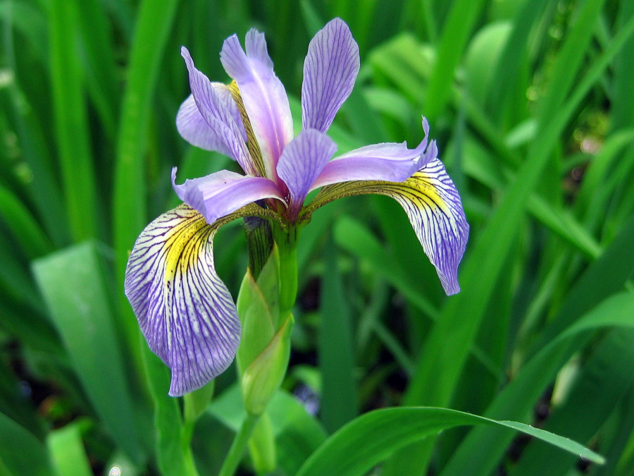 Northern Blue Flag Water Iris Seeds, Iris Versicolor Pond Plants Canada