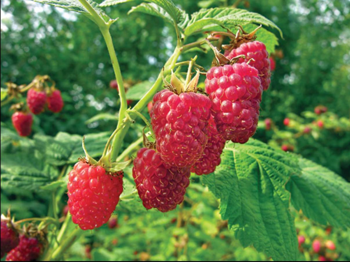Heritage Raspberry Plants - Bare Root Raspberry Canes - Canada