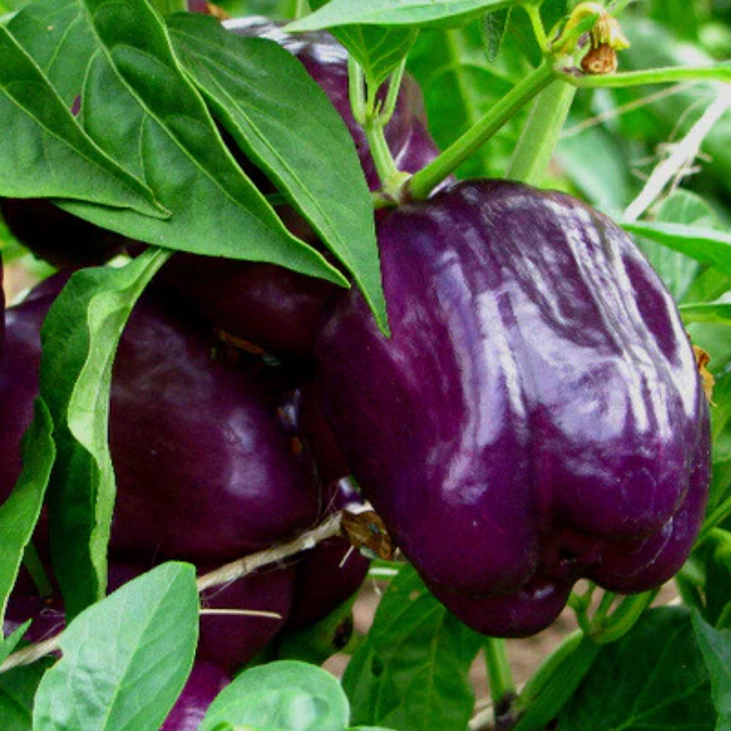 Purple Beauty Sweet Bell Pepper Seeds For Sale In Canada