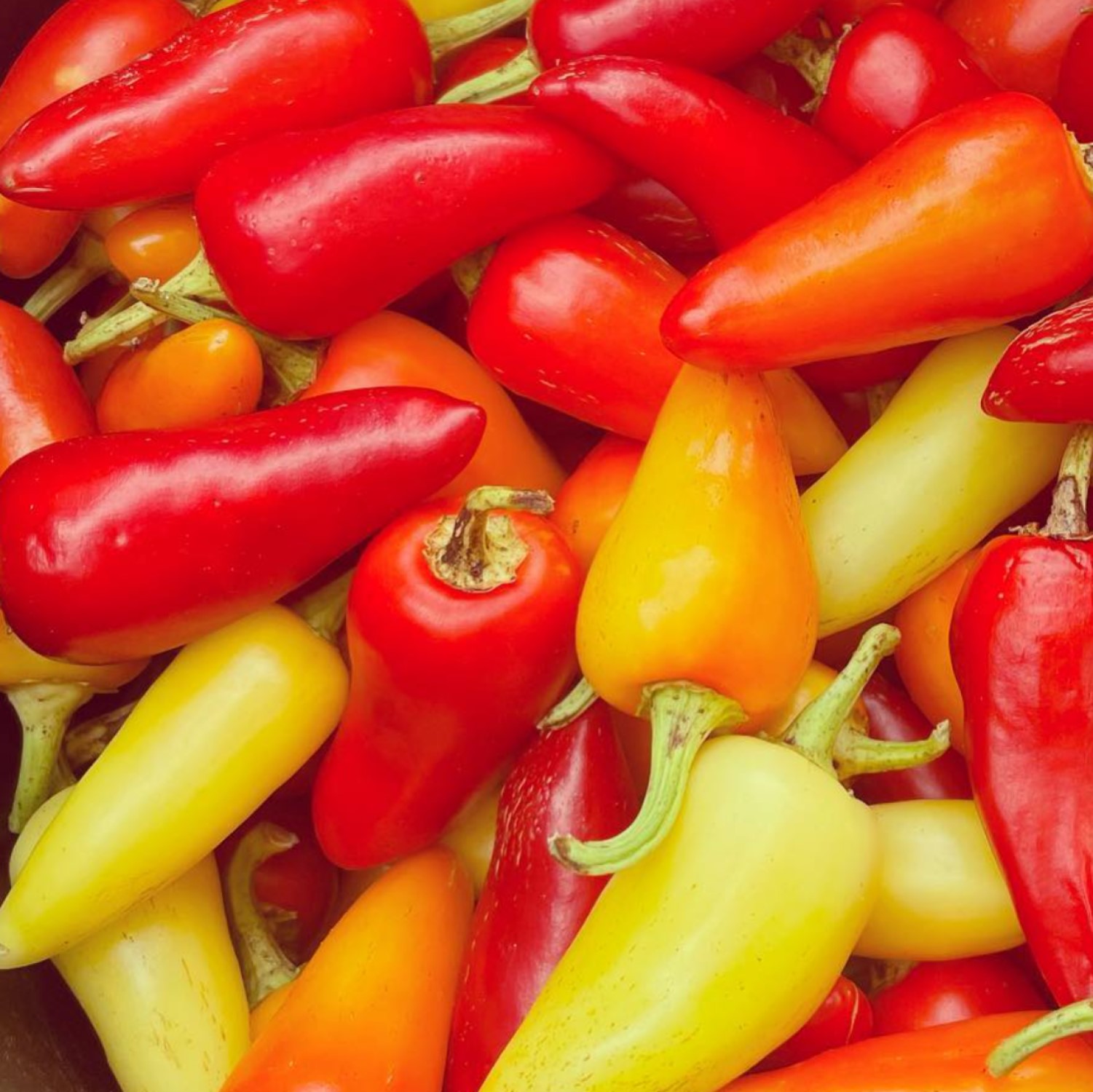 Santa Fe Grande Hot Pepper Seeds | Vegetable Seeds Canada