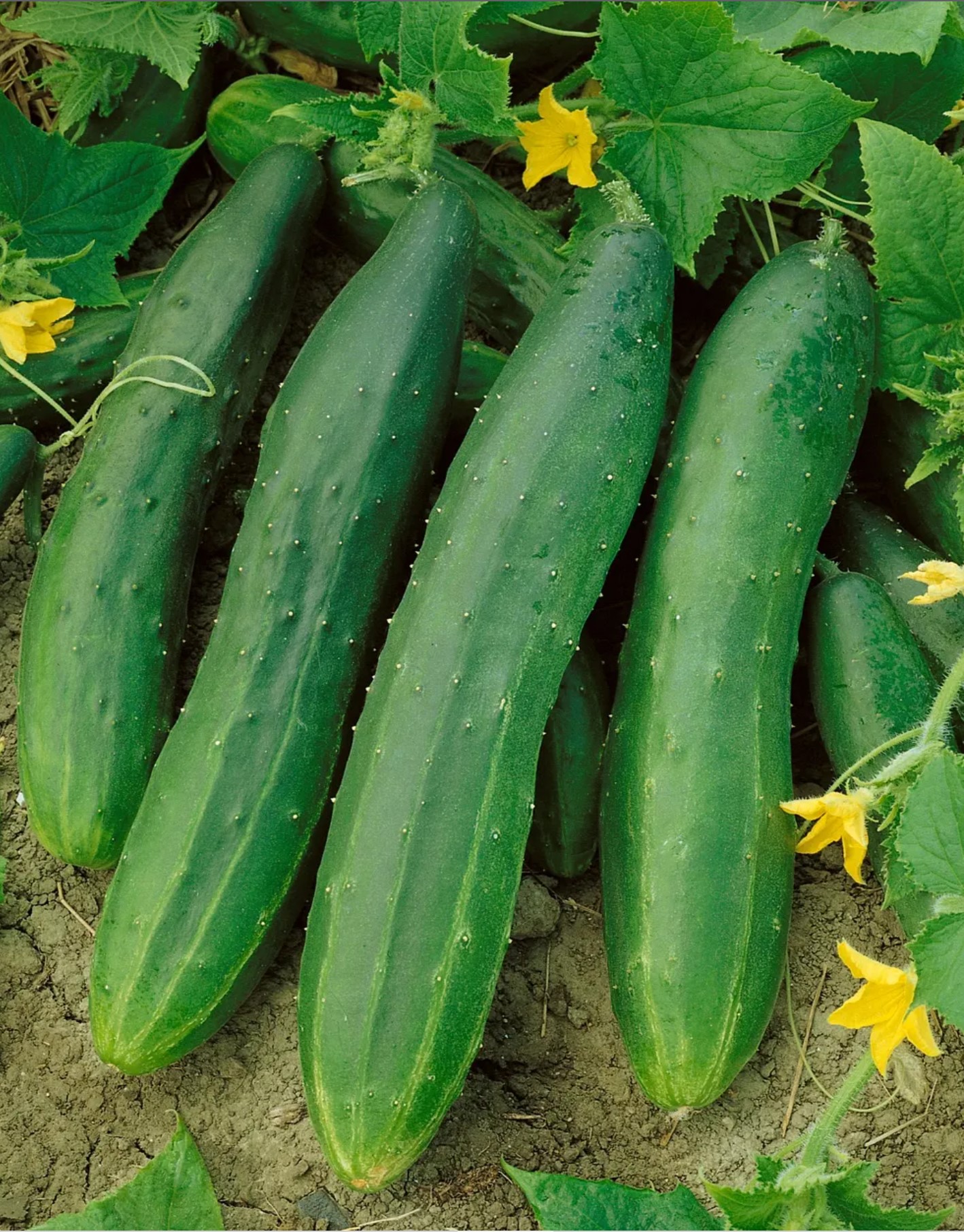 Straight Eight Cucumber Seeds | Garden Vegetable Seeds Canada