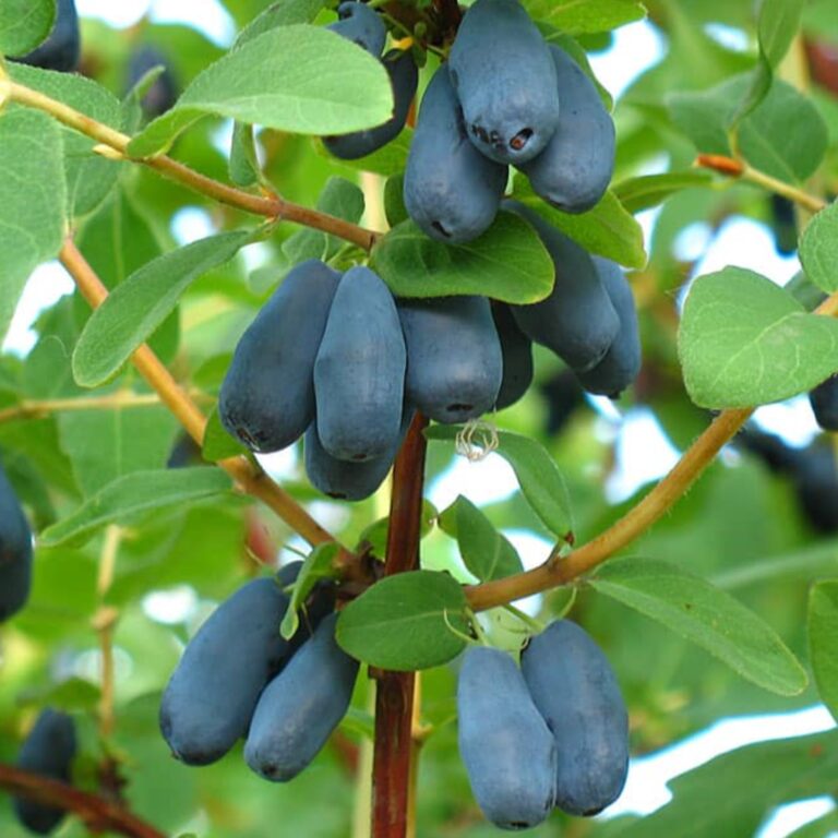 Haskap Plants Canada - Honeyberries