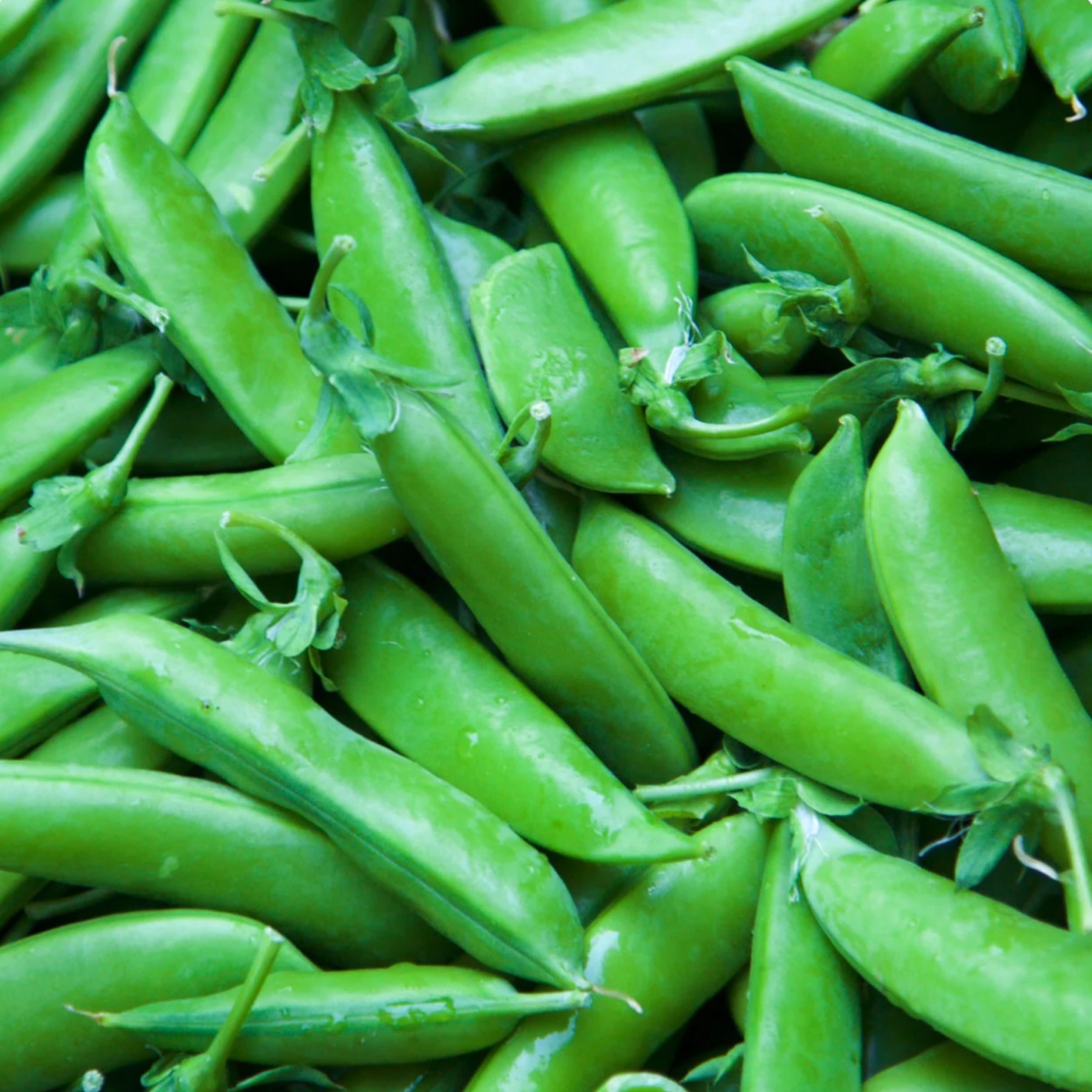 Sugar Snap Pea Seeds For Sale | Vegetable Seeds Canada
