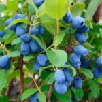Haskap Plants Canada - Honeyberries