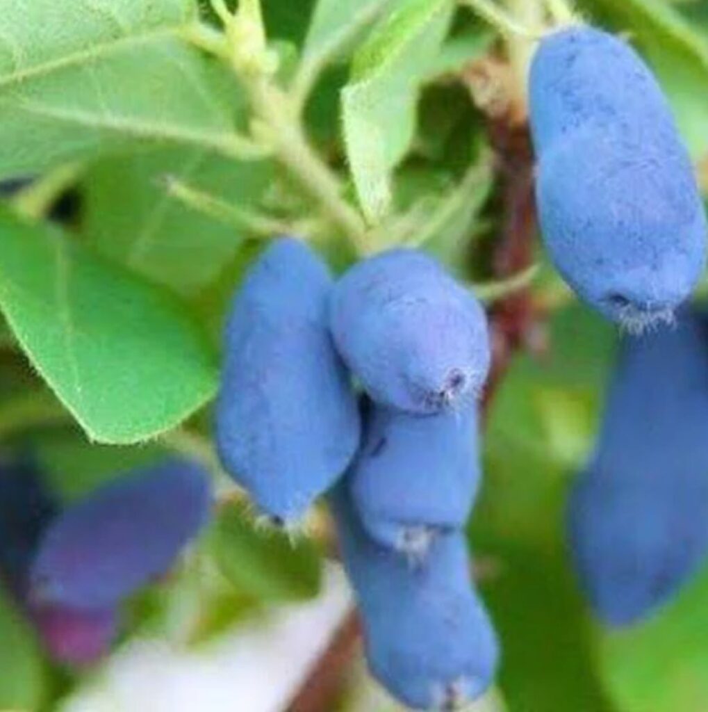 Haskap Plants Canada - Honeyberries