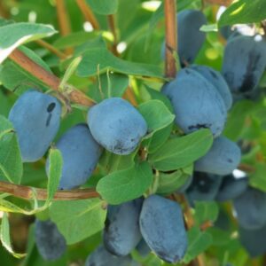 Haskap Plants Canada - Honeyberries