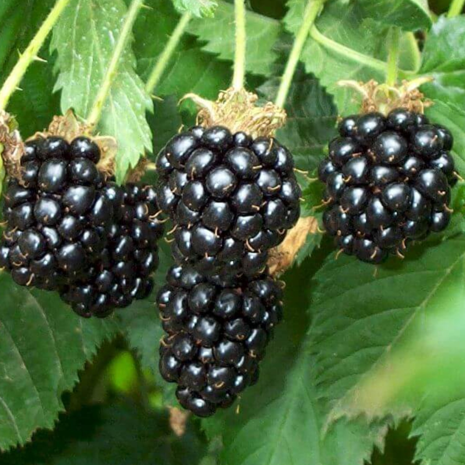 Hardy Black Blackberry Plants - Blackberries For Sale Canada